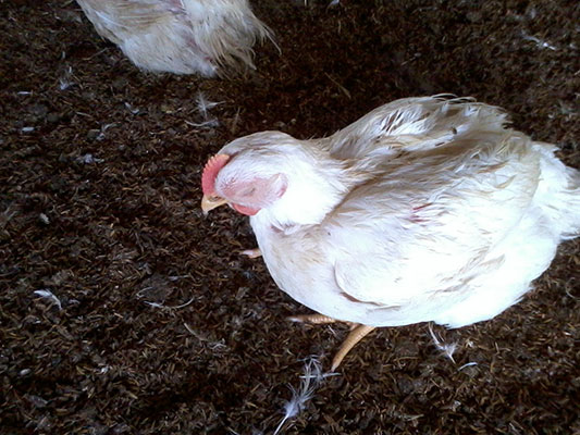 Relevancia del metaneumovirus aviar en producción de carne de pollo
