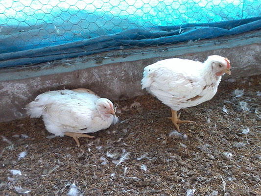 Relevancia del metaneumovirus aviar en producción de carne de pollo
