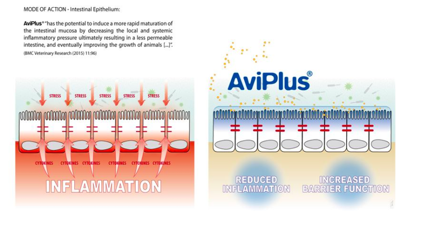 AviPlus® P, mejora la tasa de crecimiento y la eficiencia alimentaria