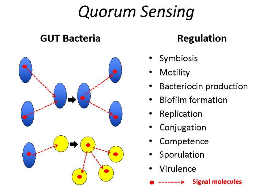 Quorum sensing and Interkingdom Comunication, antimicrobial