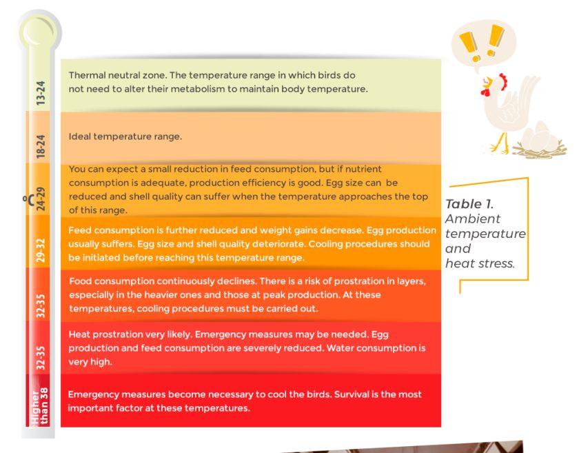 Heat stress management in commercial layers