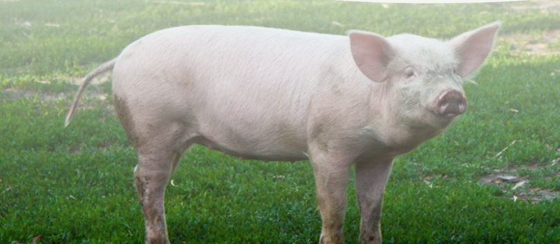 Abate Kosher - aviNews Brasil