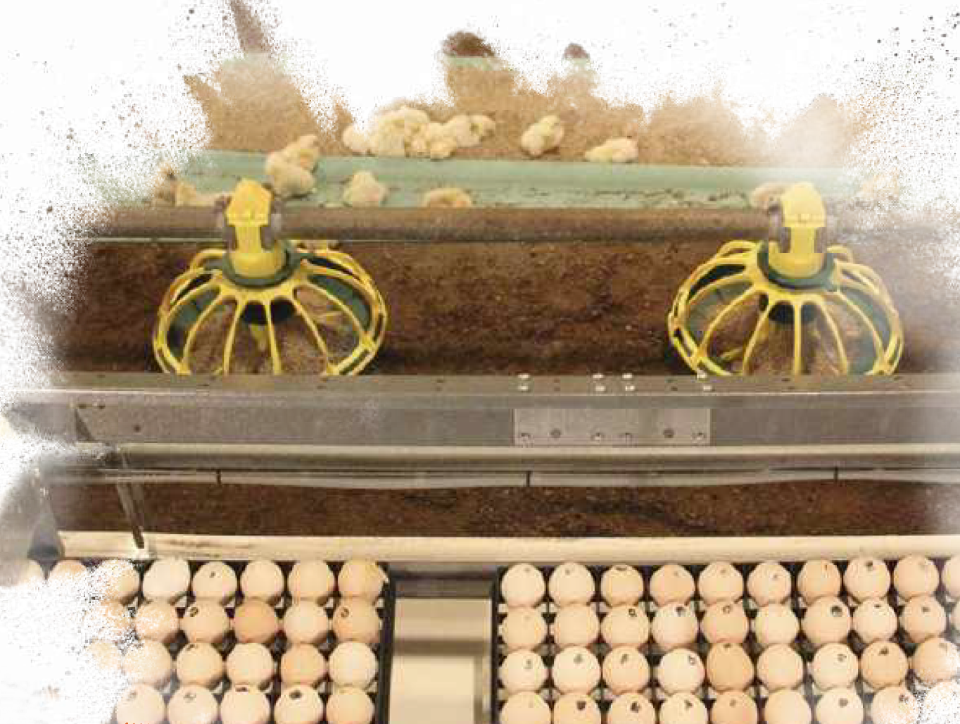 Farm Report: On-farm hatching is beneficial - aviNews, the global ...