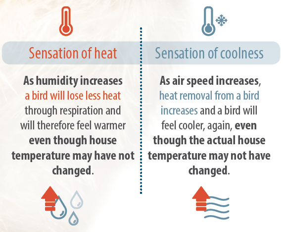 Birds density and its influence on effective temperature