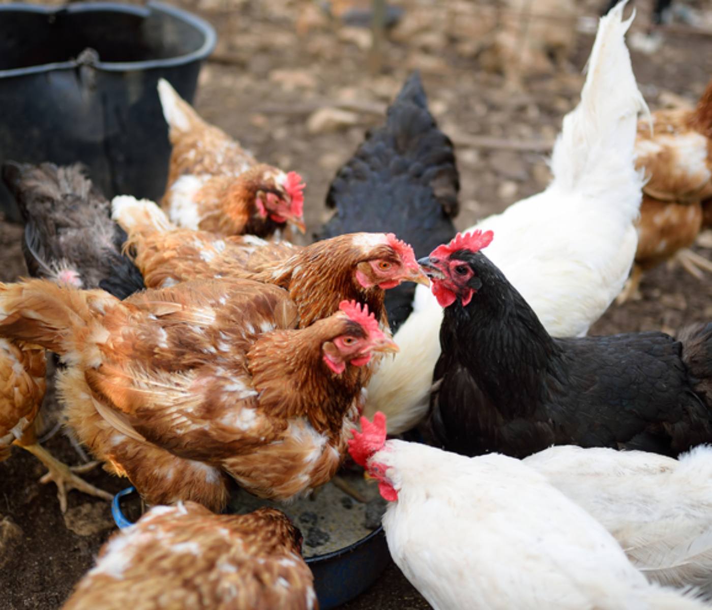 Two Avian Influenza Outbreaks Detected In Colombia Two Avian Influenza Outbreaks Detected In Colombia