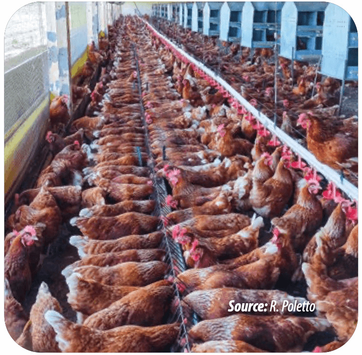 Caged and cage-free laying hens