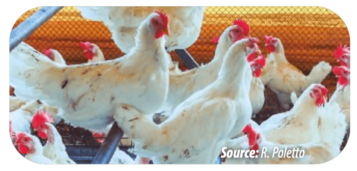 Caged and cage-free laying hens