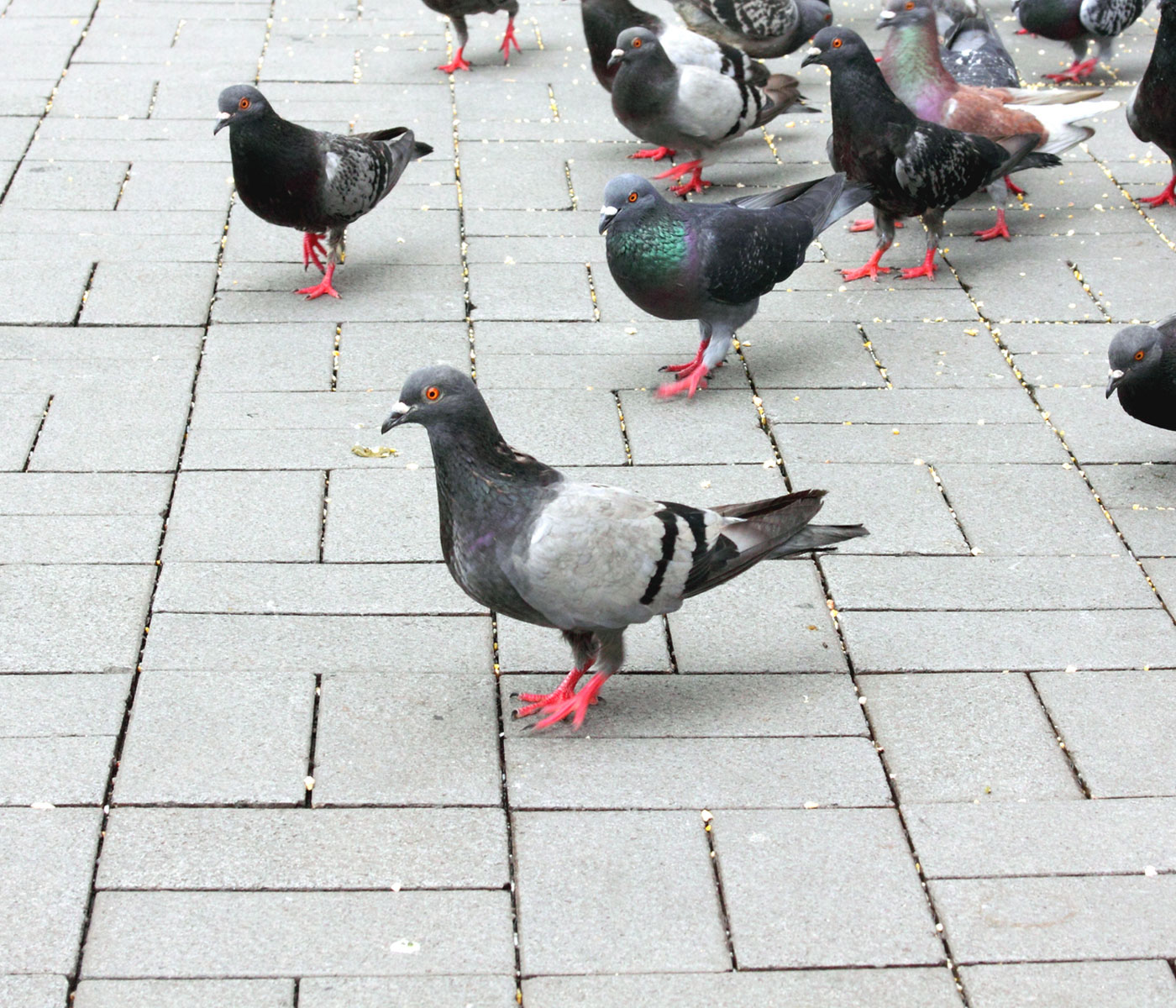 Palomas En El