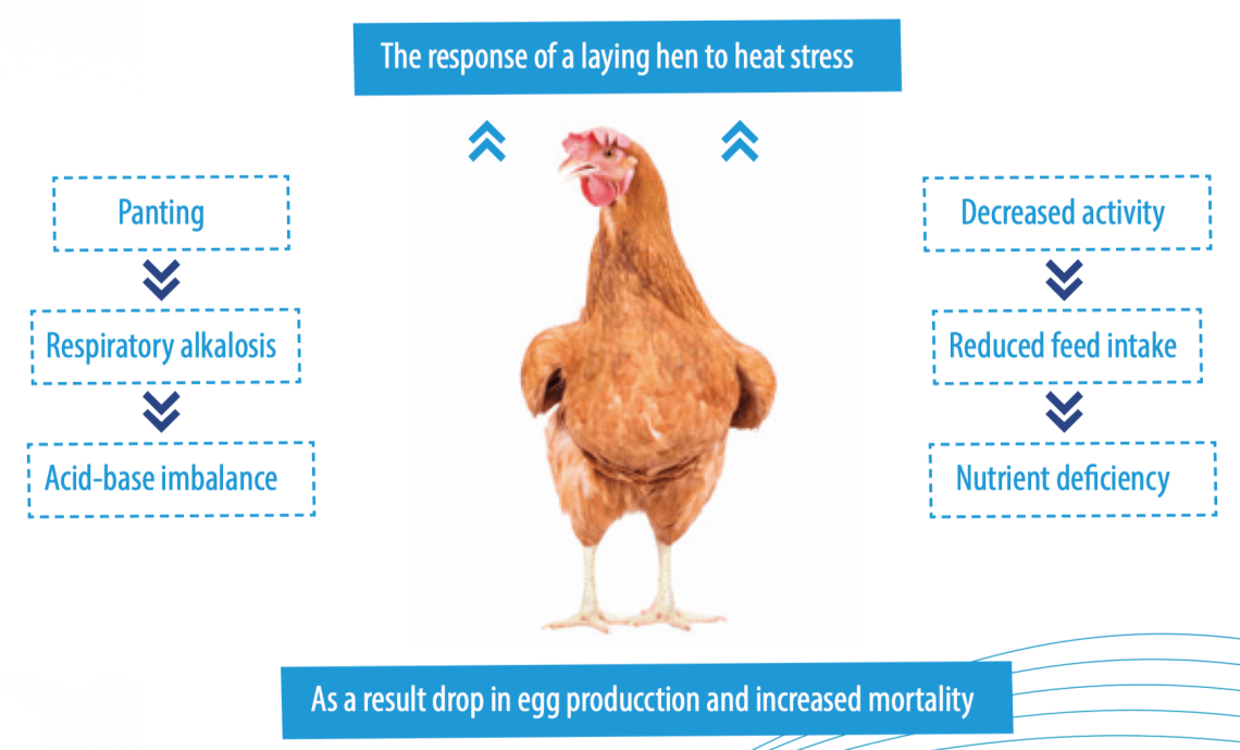 Creating the right climate for poultry