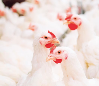 Reproductoras pesadas uniformes, importancia de la alimentación