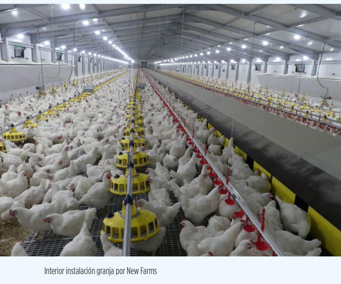 Granjas New Farms: "La calidad nuestra prioridad”