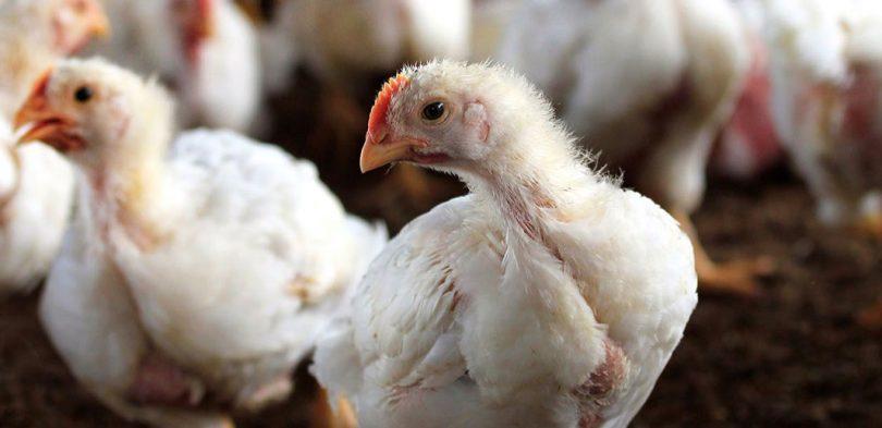 Ecobiol® mejora el rendimiento de los pollos de engorde