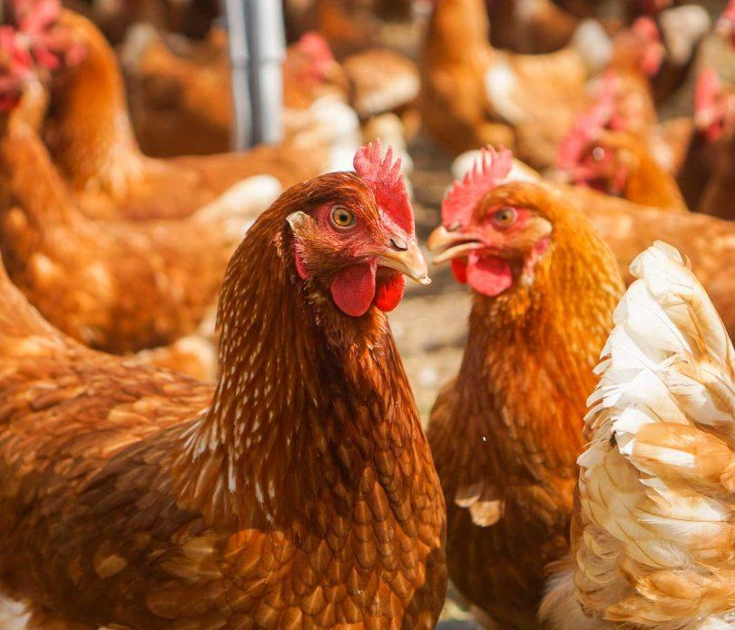 La importancia del levante en el rendimiento productivo de la gallina ...
