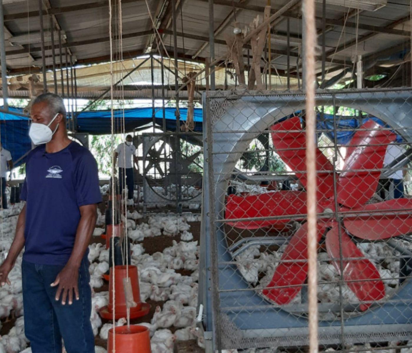 Proyecto avícola de autogestión para adolescentes en Panamá - aviNews ...
