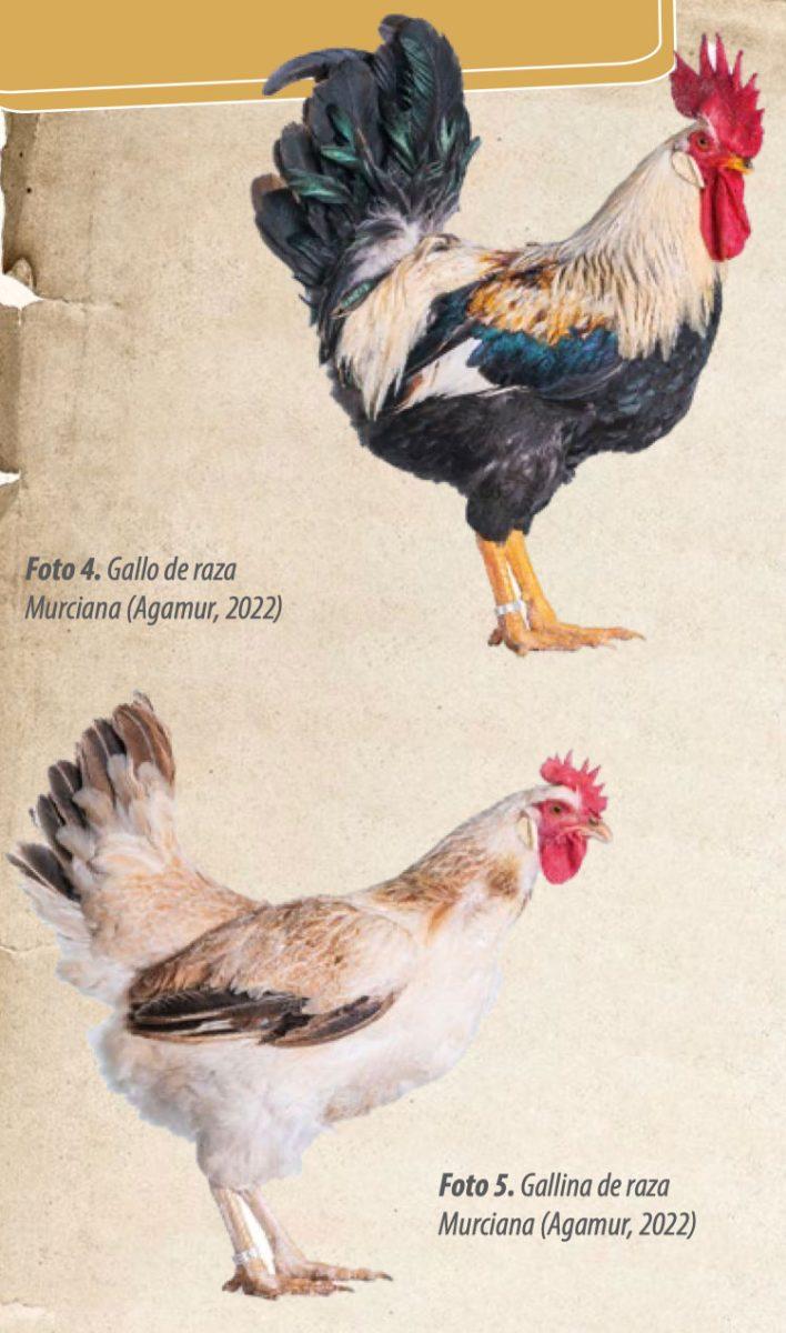 La gallina murciana es reconocida como 100% raza autóctona