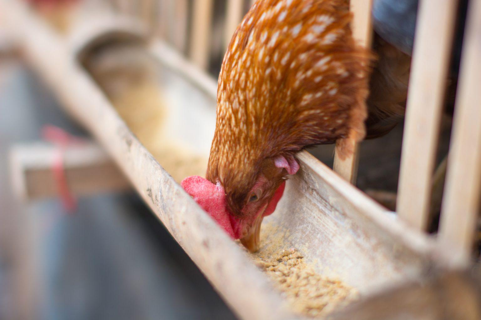 Nutrición de gallinas ponedoras, ¿qué debemos saber?