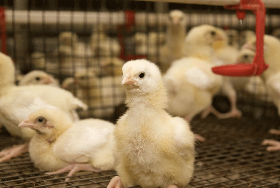 Entrevista a Felix Ponsa. Actualización de la Coccidiosis aviar