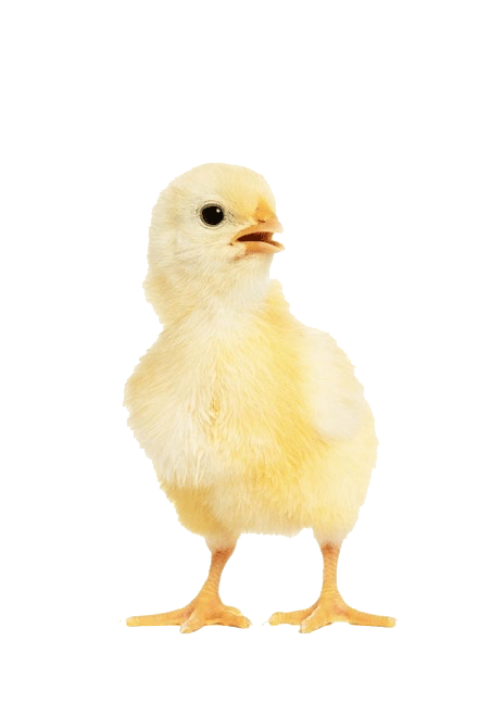Entrevista a Felix Ponsa. Actualización de la Coccidiosis aviar