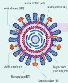 AVIAN INFLUENZA ZOONOSIS