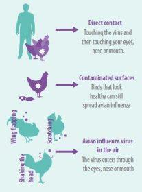 AVIAN INFLUENZA ZOONOSIS