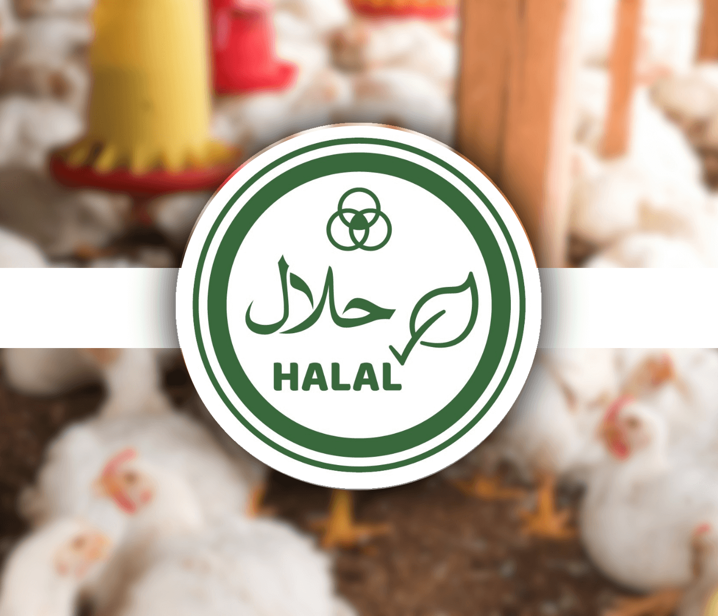 Korin Alimentos inaugura nova fase com abate Halal em Mesquita na ...