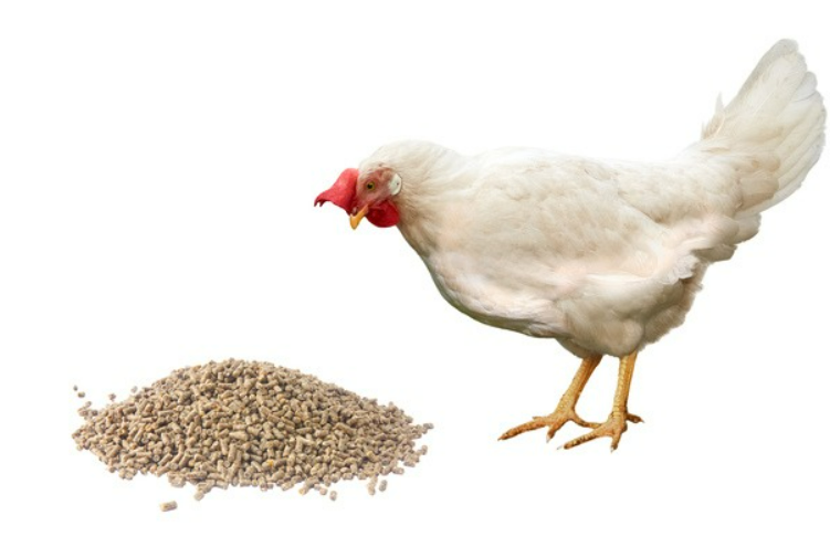 Nutrición del pollo de engorde en la última semana de vida - aviNews ...