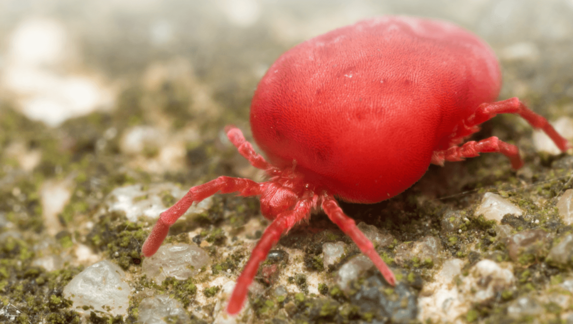 DIPTRON® BioPolymer, polímero para el control del ácaro rojo