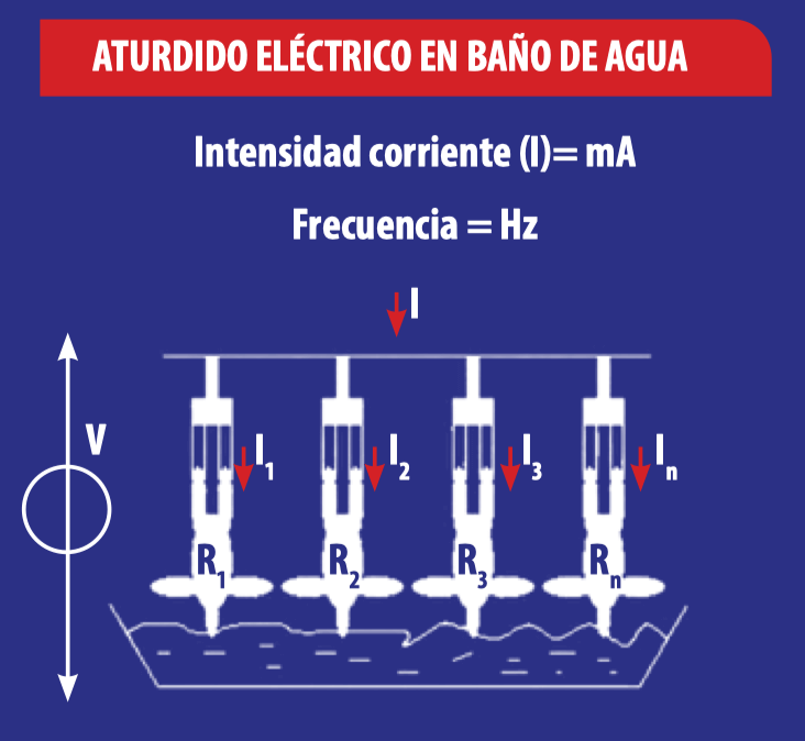 Aturdido y calidad de la canal: consejos y buenas prácticas