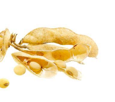 High Oleic Soybeans and their Impact on Egg and Poultry Meat Quality ...