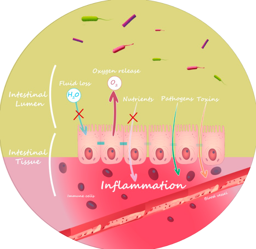 Limiting inflammation by enhancing birds resistance and resilience