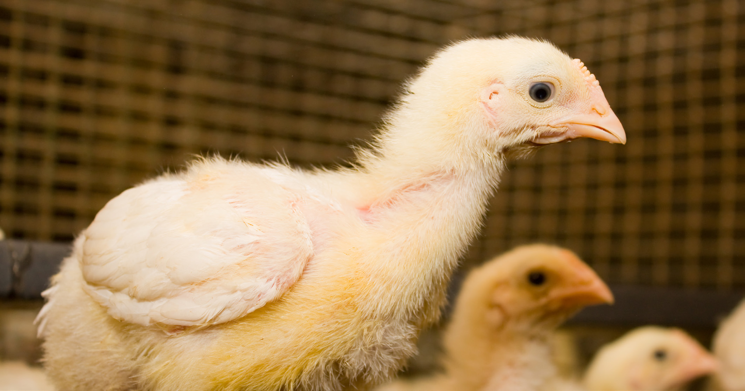 Control de la coccidiosis avícola: prevención y medidas