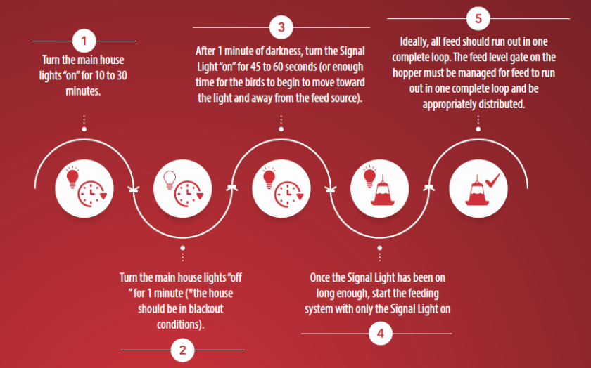 A Signal Light Feeding Program for Breeder Flocks