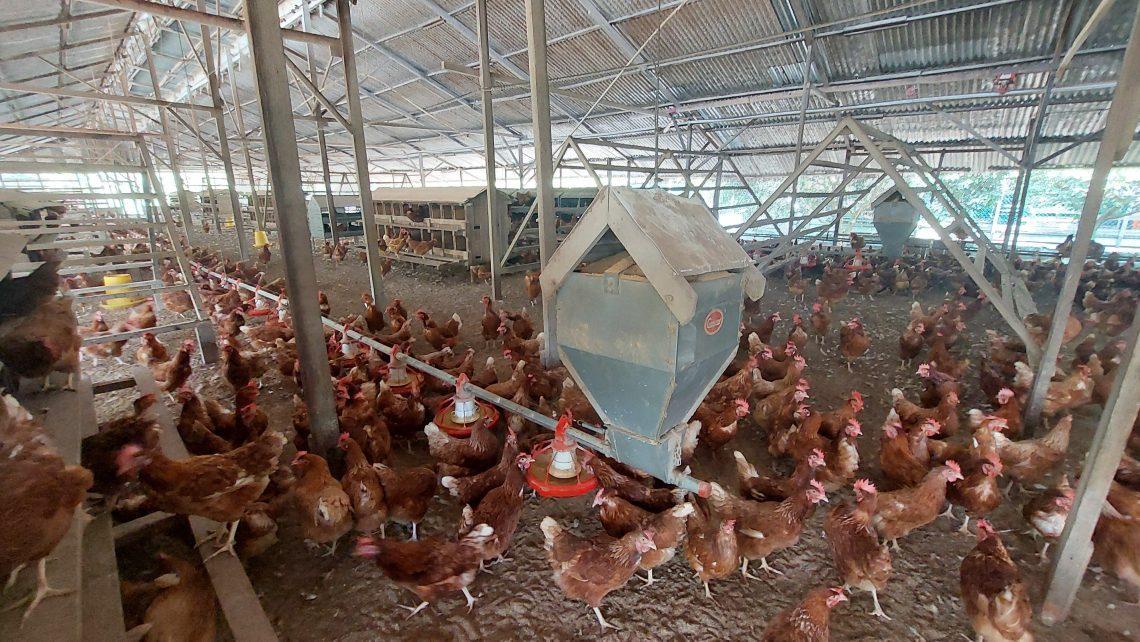 Liang Kee leads the way in ethical layer farming in Malaysia - aviNews ...