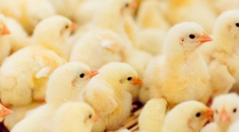 Cleaning and Disinfection of Open Sided Houses and Humid Season Broiler ...