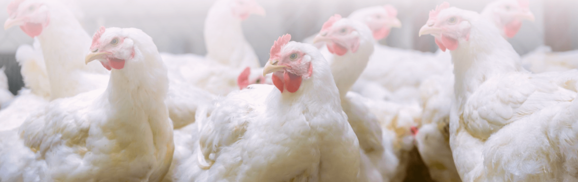 Aves saludables: La gestión del agua como estrategia clave de ...