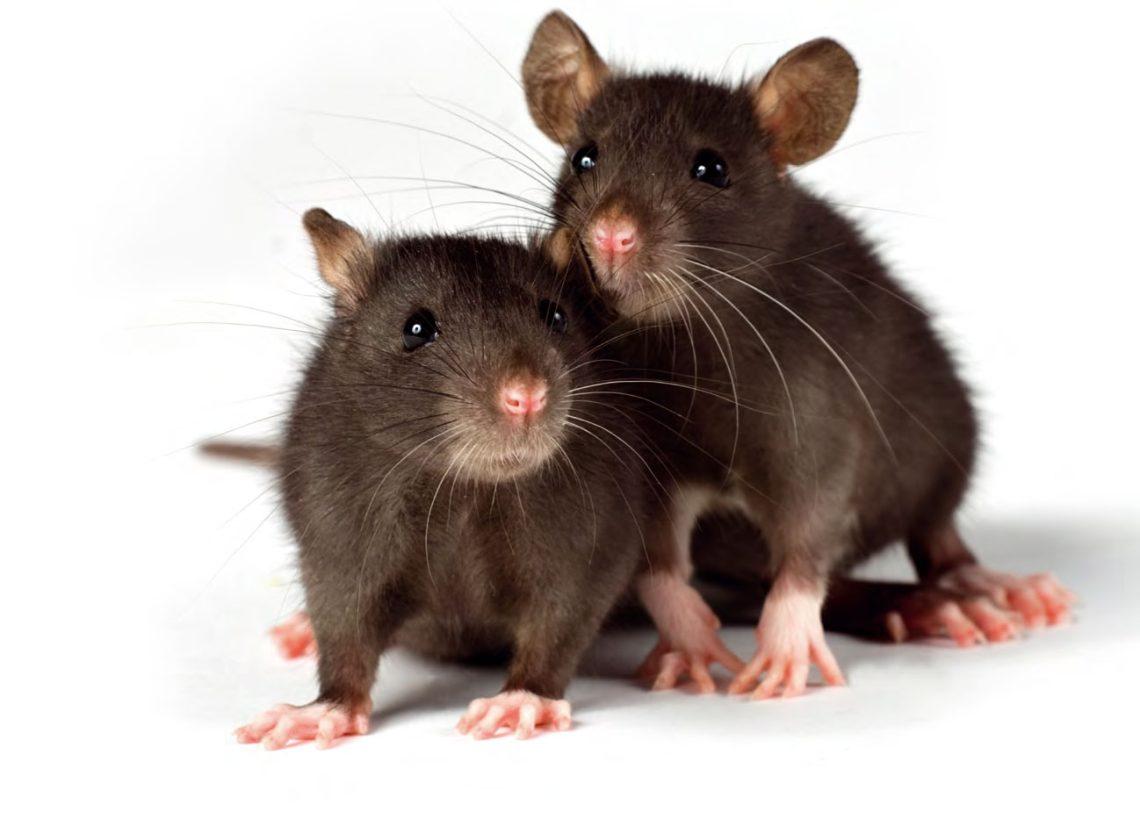 Rodent Control is a Key Factor in Poultry Biosecurity and Sustainability