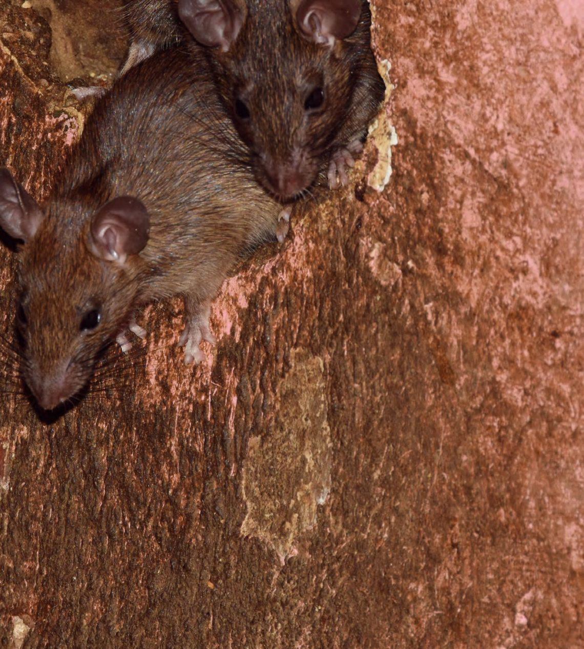 Rodent Control is a Key Factor in Poultry Biosecurity and Sustainability