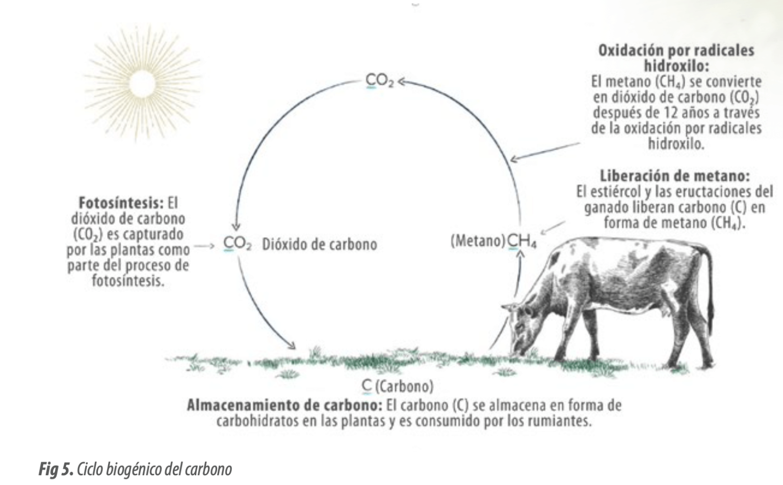 Ganadería y emisiones: claves científicas para entender el debate