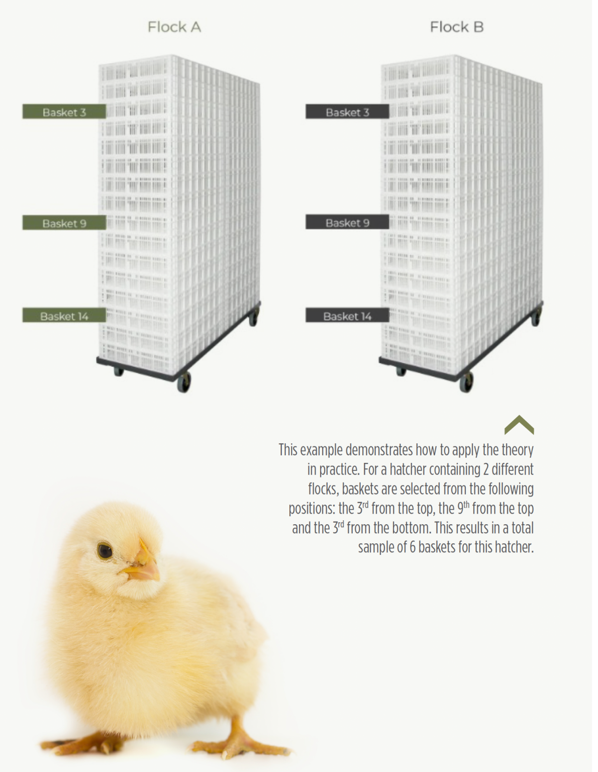 Chick quality control: assessing the quality of day-old chicks
