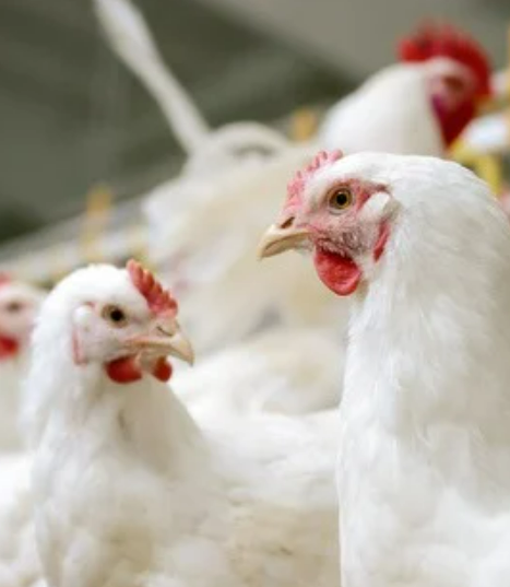 Causas de infertilidad en gallinas reproductoras - aviNews, la revista ...