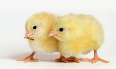 Chick quality control: assessing the quality of day-old chicks