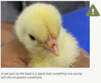 Chick quality control: assessing the quality of day-old chicks