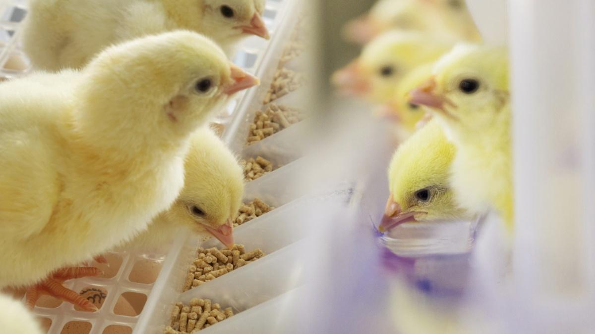 HatchTech brings innovations in incubation to Indonesia - aviNews, the ...