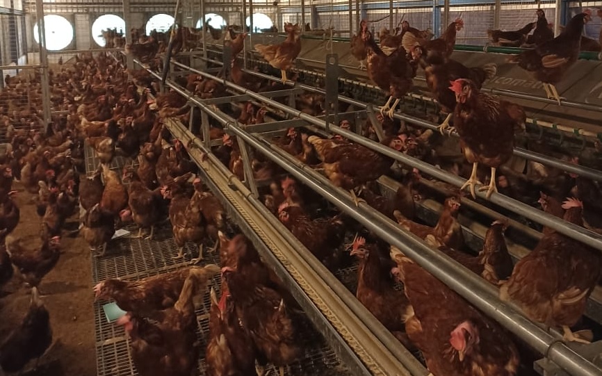 Feeding for freedom: Addressing nutritional challenges in cage-free ...