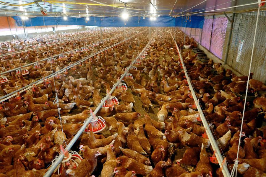 Vietnam's layer farm employs digital technology for better management ...