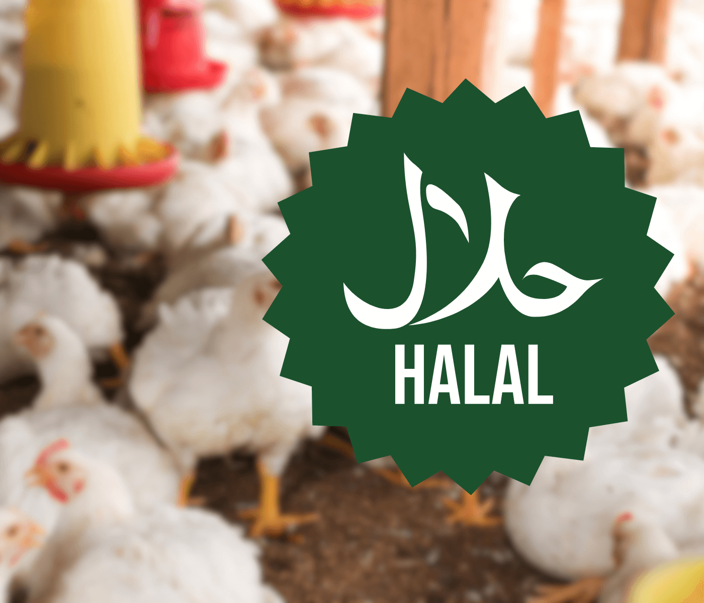 Sadia Halal nasce líder global em frango halal - aviNews, the global ...