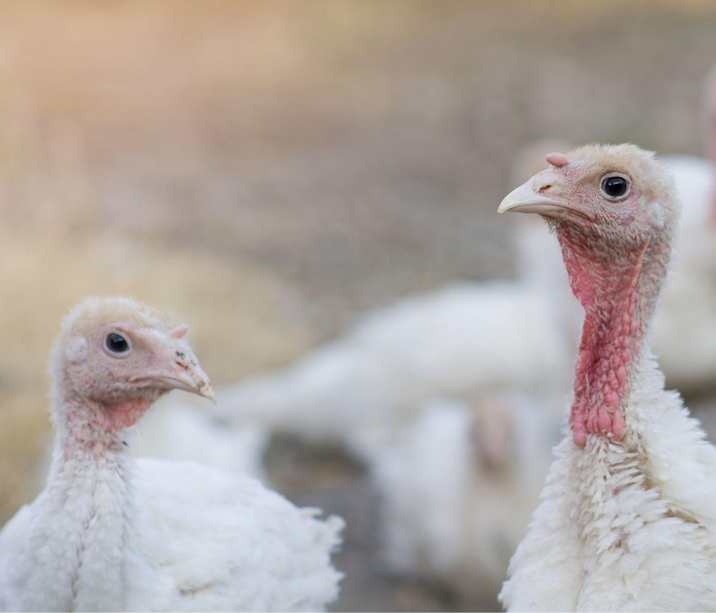 Pavos de FES Cuautitlán en México: Compromiso con el Bienestar Animal y ...