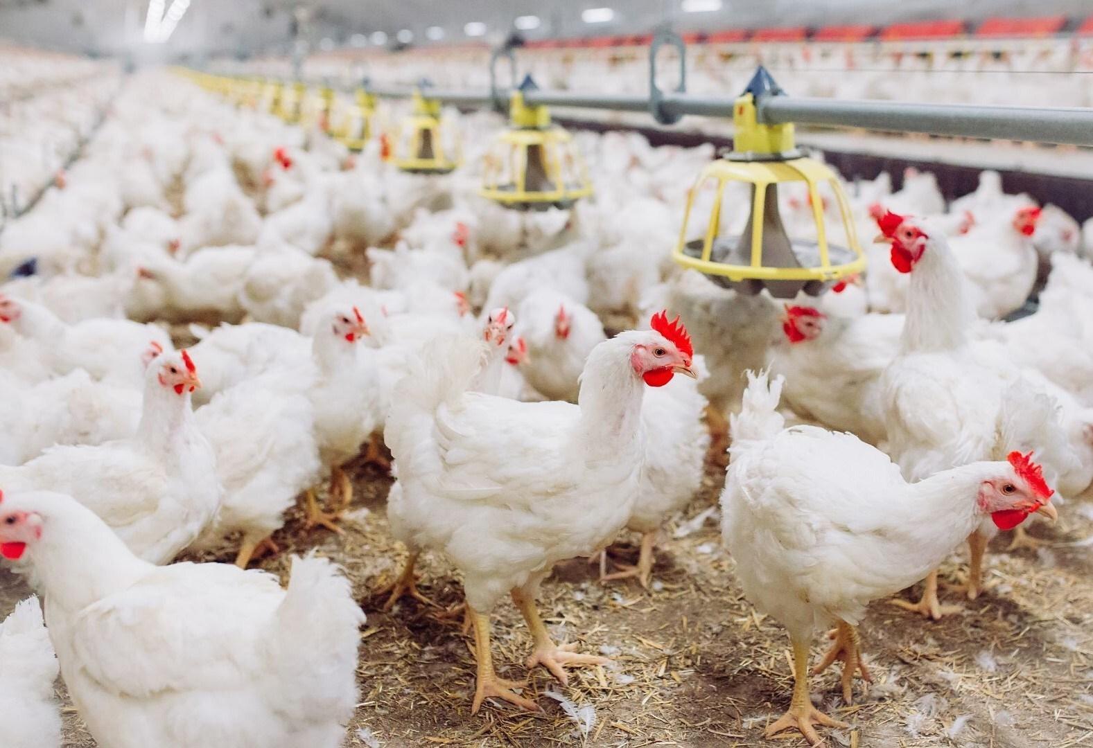 BiomEdit initiates final field safety trial for non-antibiotic biologic ...