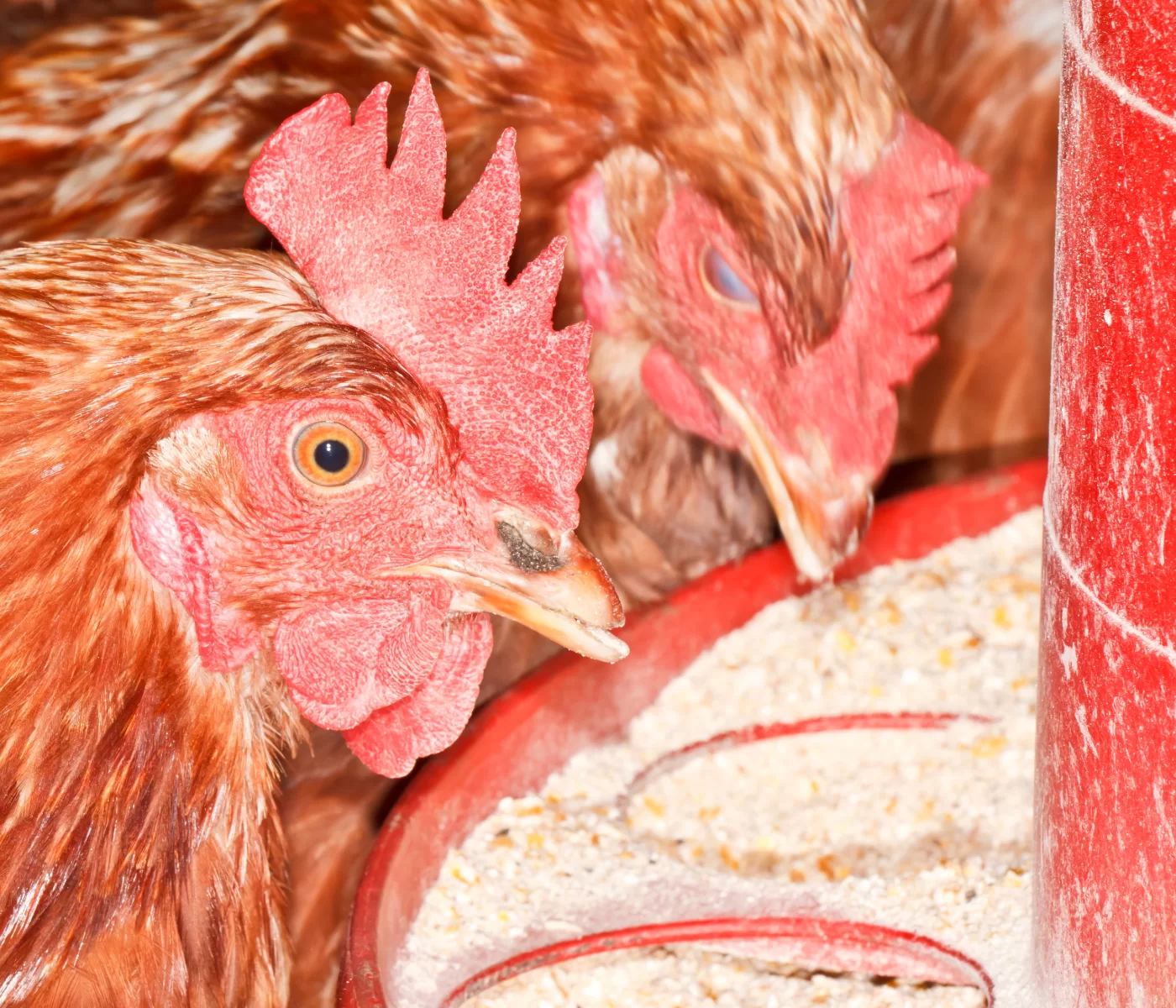 Comida Para Que Coman Las Gallinas Mezcla De Alimento Para Gallinas